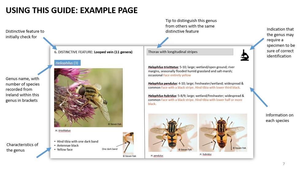 Free beginners guide to Irish hoverflies now available - National ...