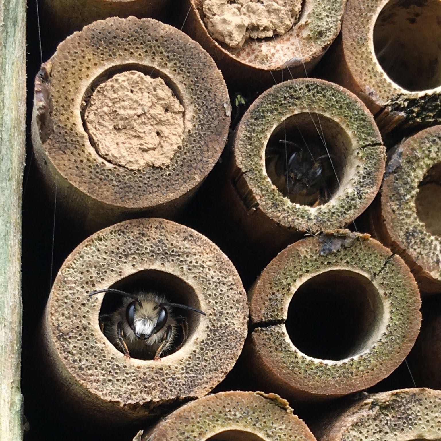 The secret life of solitary bees – National Biodiversity Data Centre