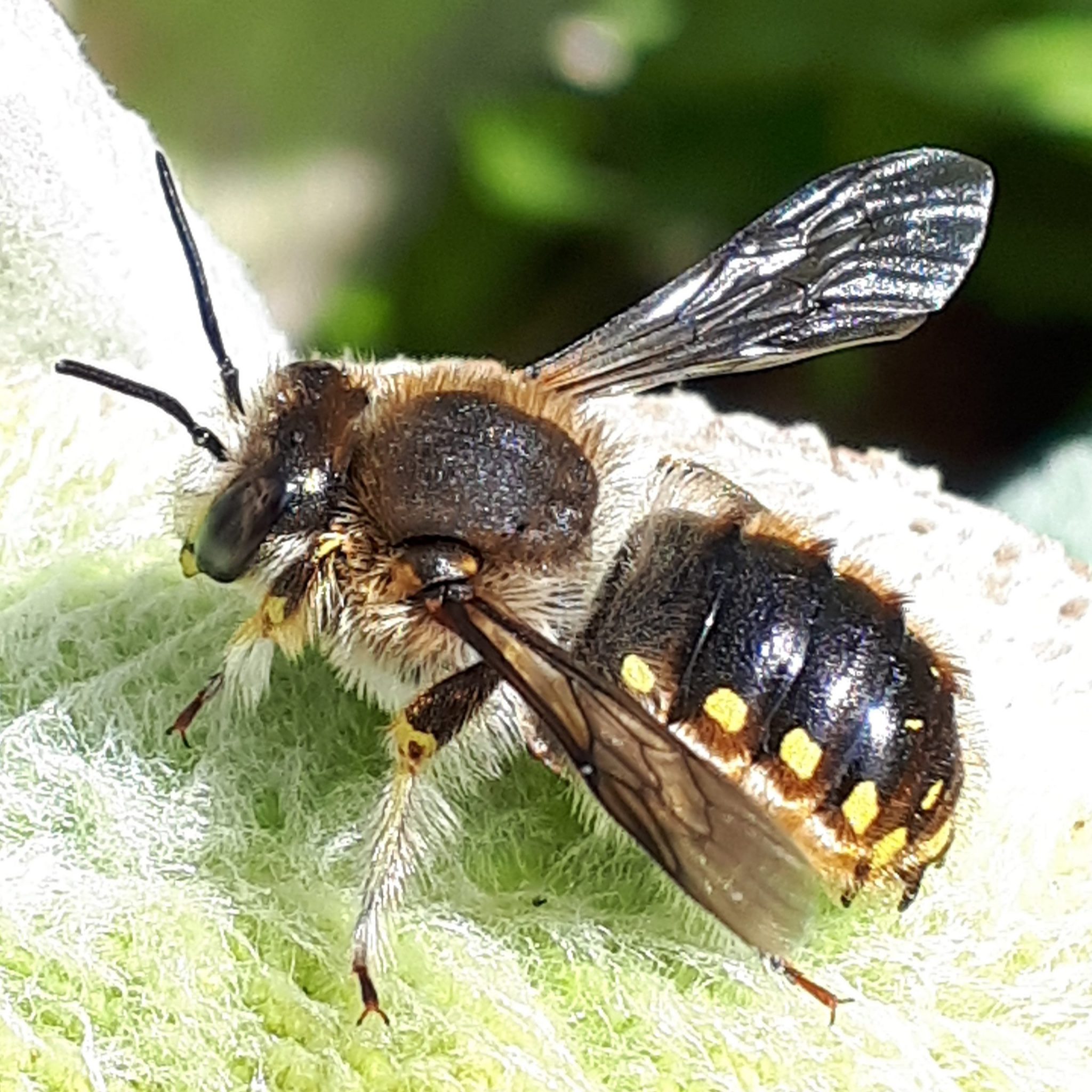 The secret life of solitary bees – National Biodiversity Data Centre