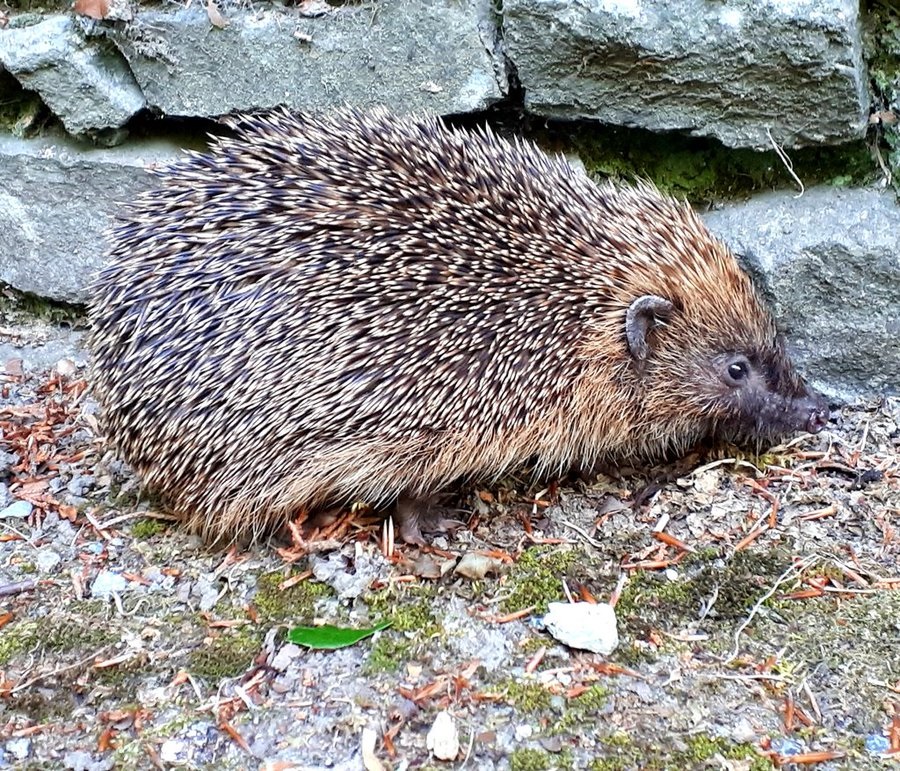 Backyard Biodiversity Species - National Biodiversity Data Centre