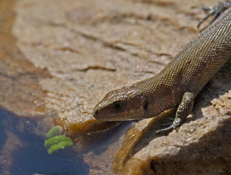 Amphibians & reptiles - National Biodiversity Data Centre