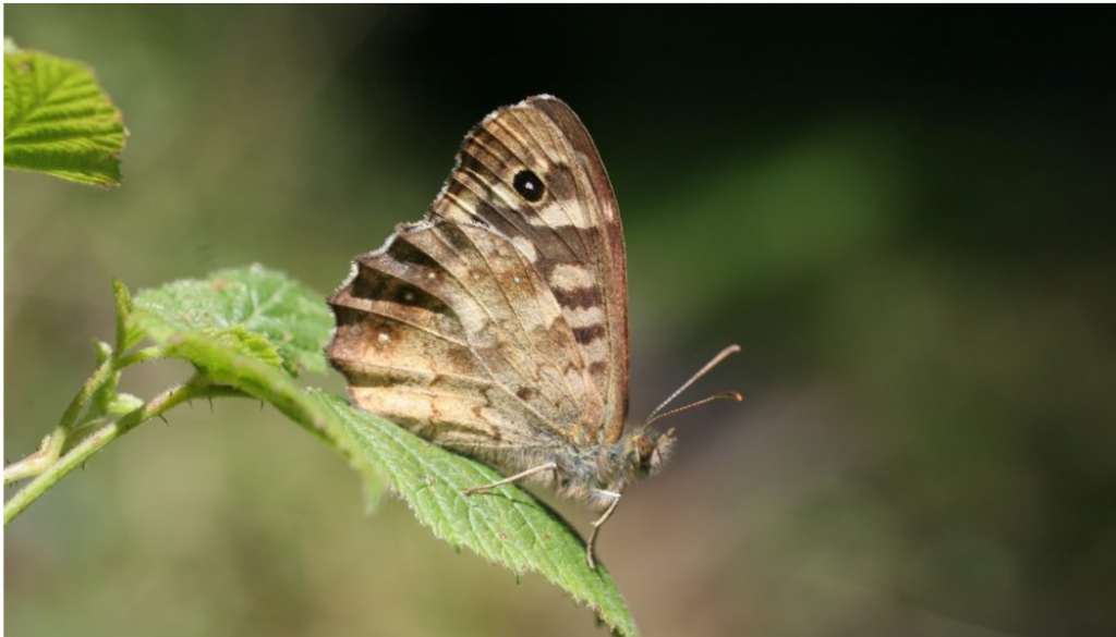 National Biodiversity Data Centre – A Heritage Council Programme ...