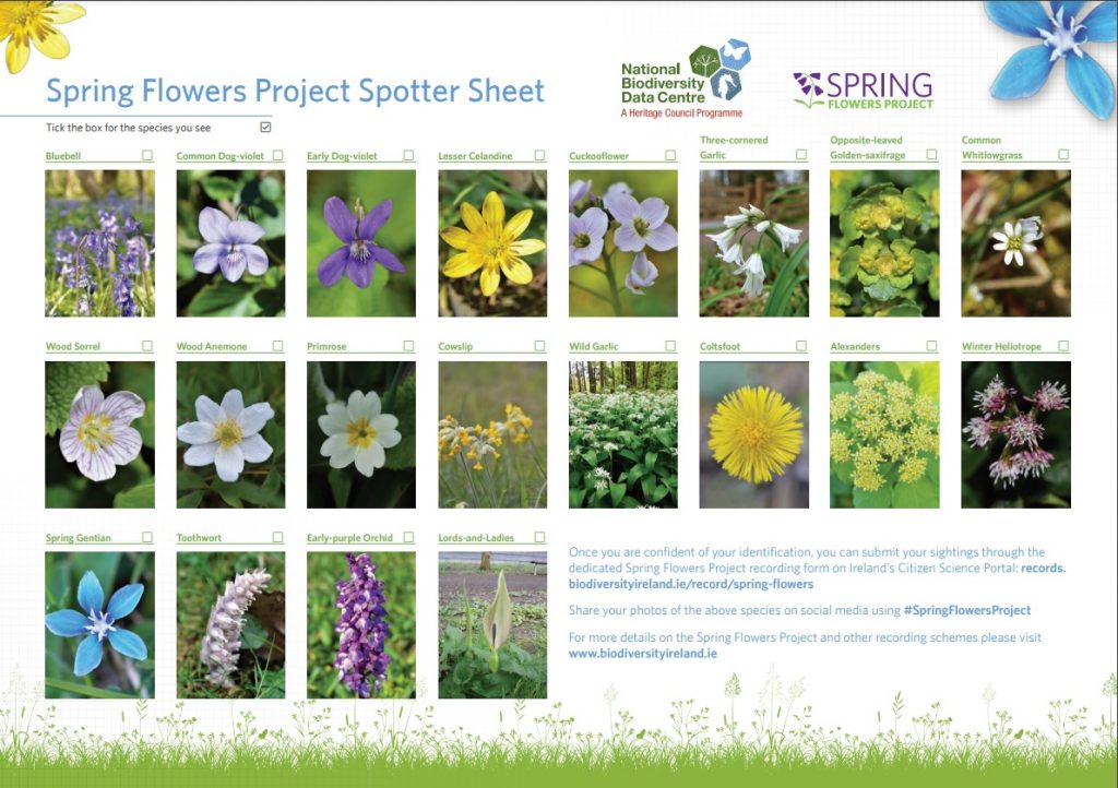 Spring Flowers Project 2022 - National Biodiversity Data Centre