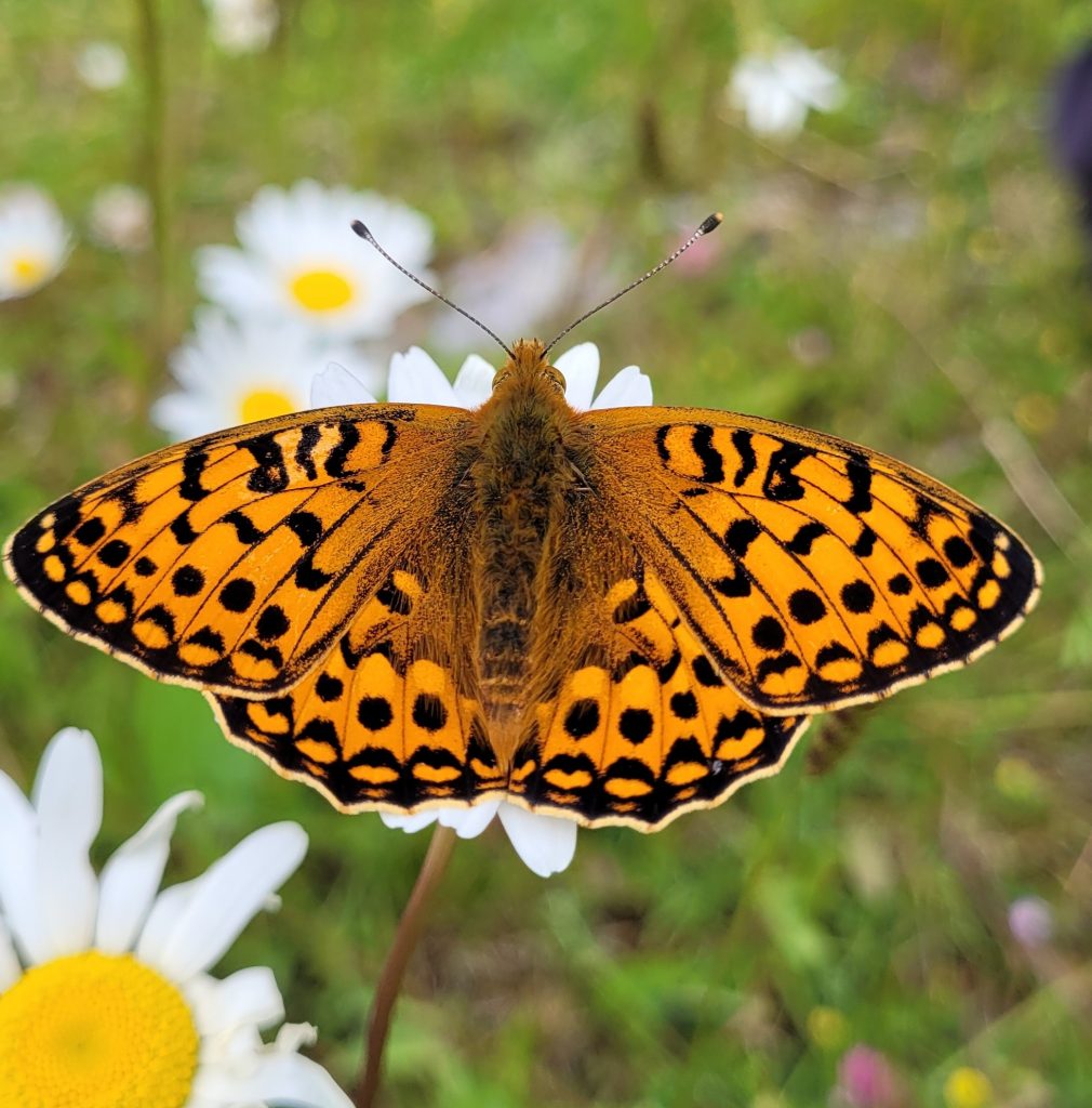 Results of the Butterfly Monitoring Scheme 2021 released - National ...