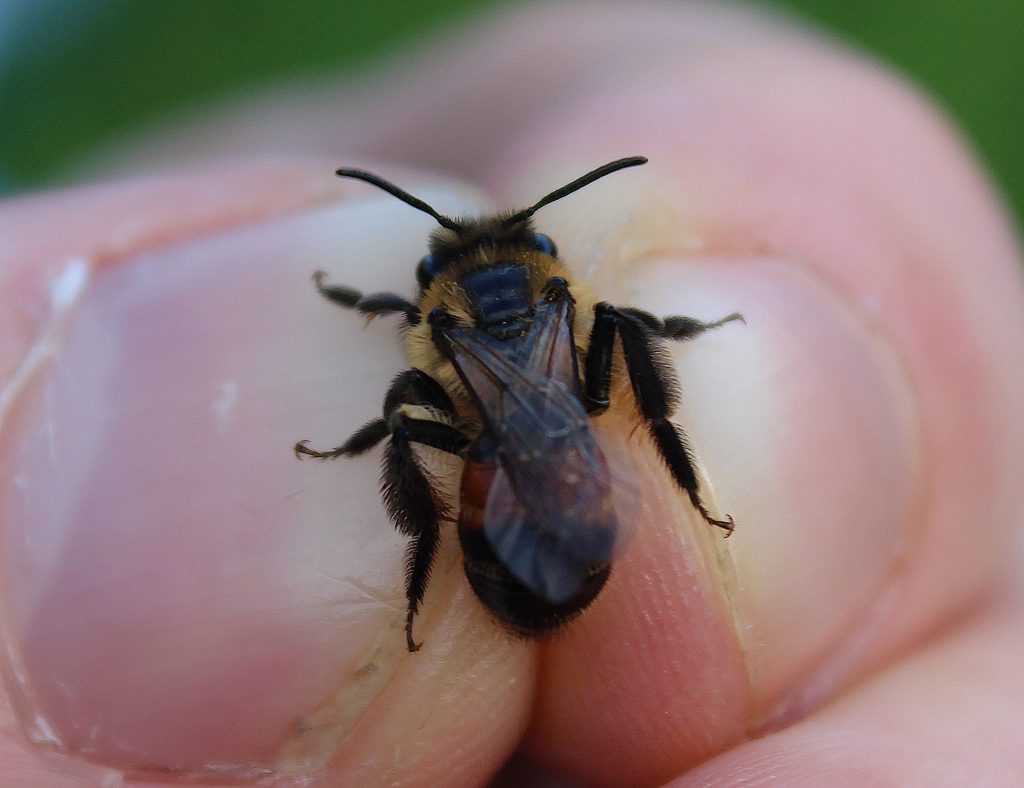 Perkins' Mining Bee rediscovered in Ireland after nearly 50 years ...