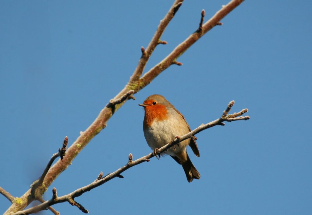 Launch of Ireland's farmland birds course - National Biodiversity Data ...