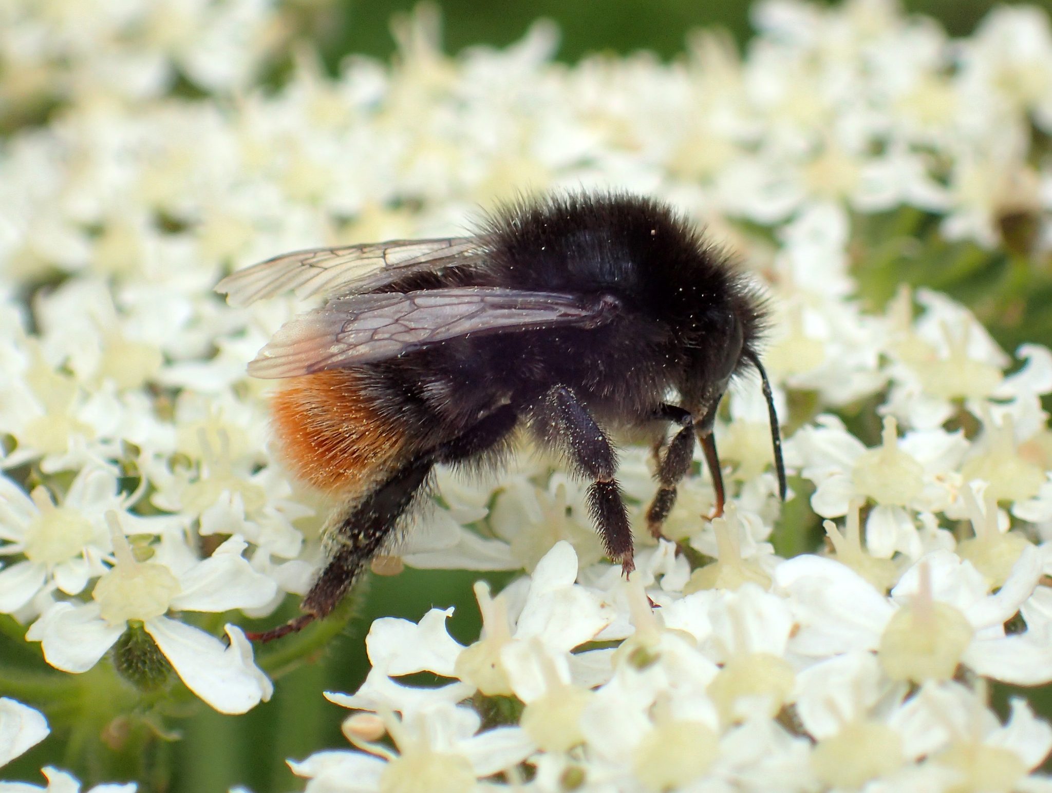 Biodiversity on your Farm - National Biodiversity Data Centre