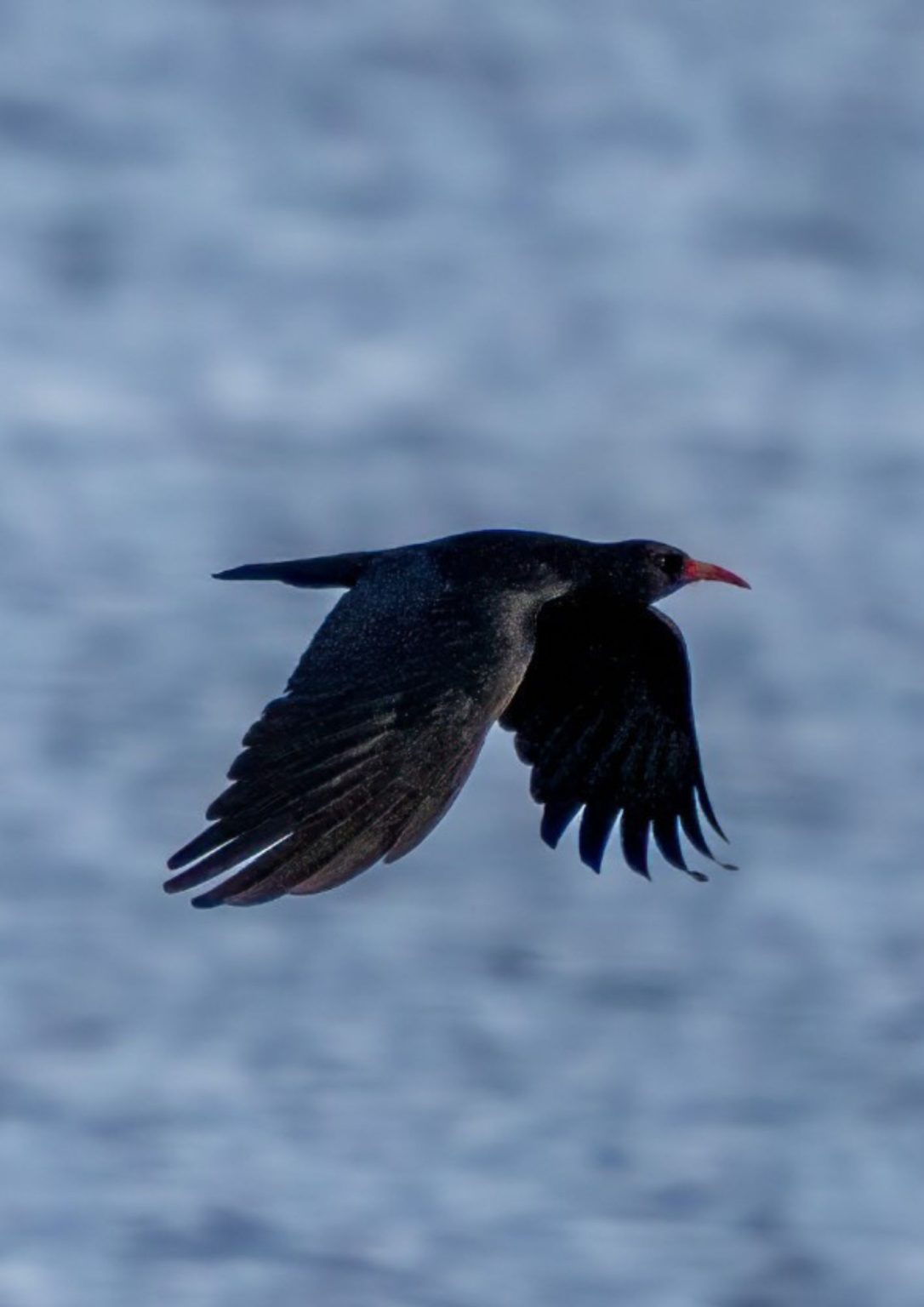 National Biodiversity Data Centre – Documenting Ireland's Wildlife
