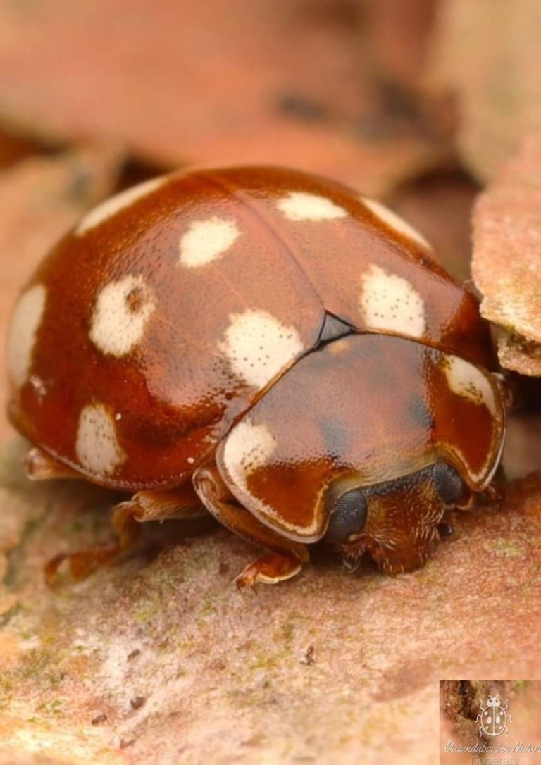 National Biodiversity Data Centre – Documenting Ireland's Wildlife